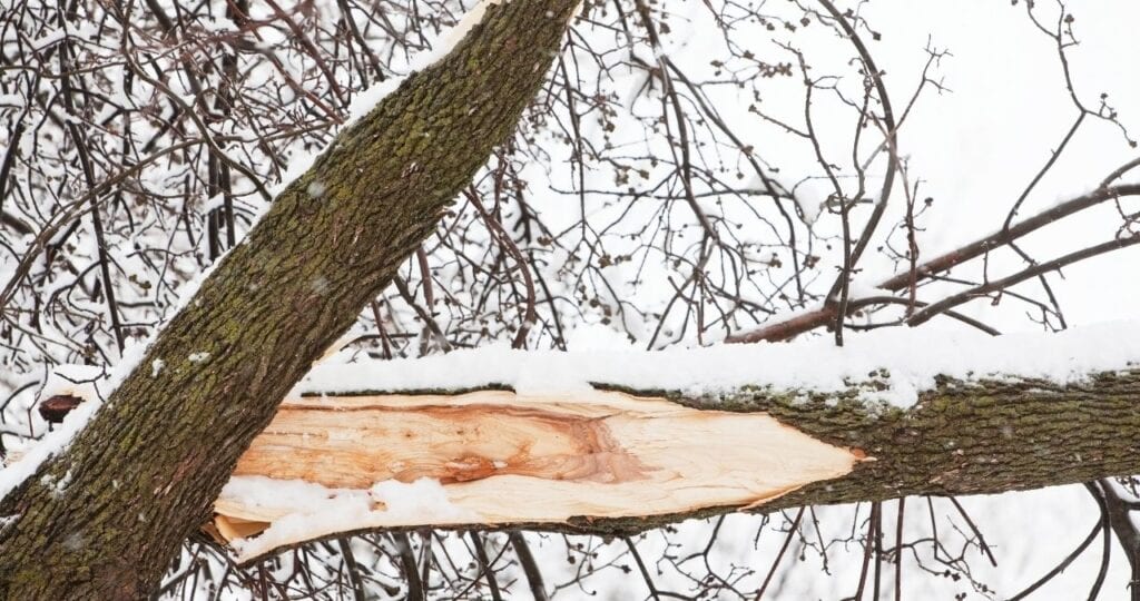 Winter Tree Damage – Omaha Tree Service