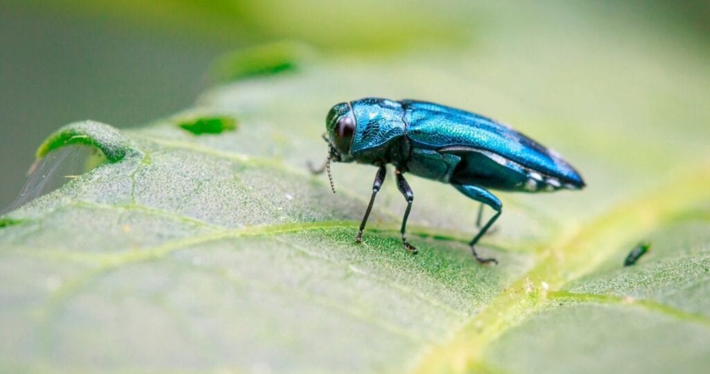 Emerald Ash Borers: What You Should Know I Omaha Tree Service